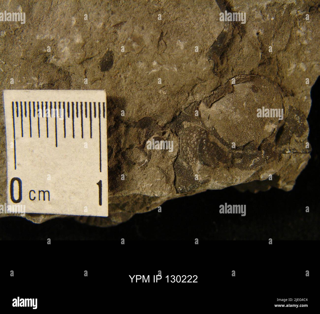 Eldredgeops rana (Green Stock Photo - Alamy