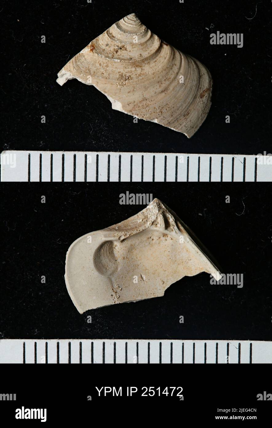 Astarte cuneiformis animalia hi-res stock photography and images - Alamy