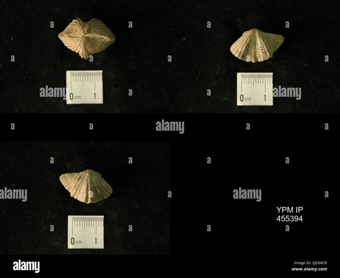 Platystrophia cypha (James, 1874 Stock Photo - Alamy