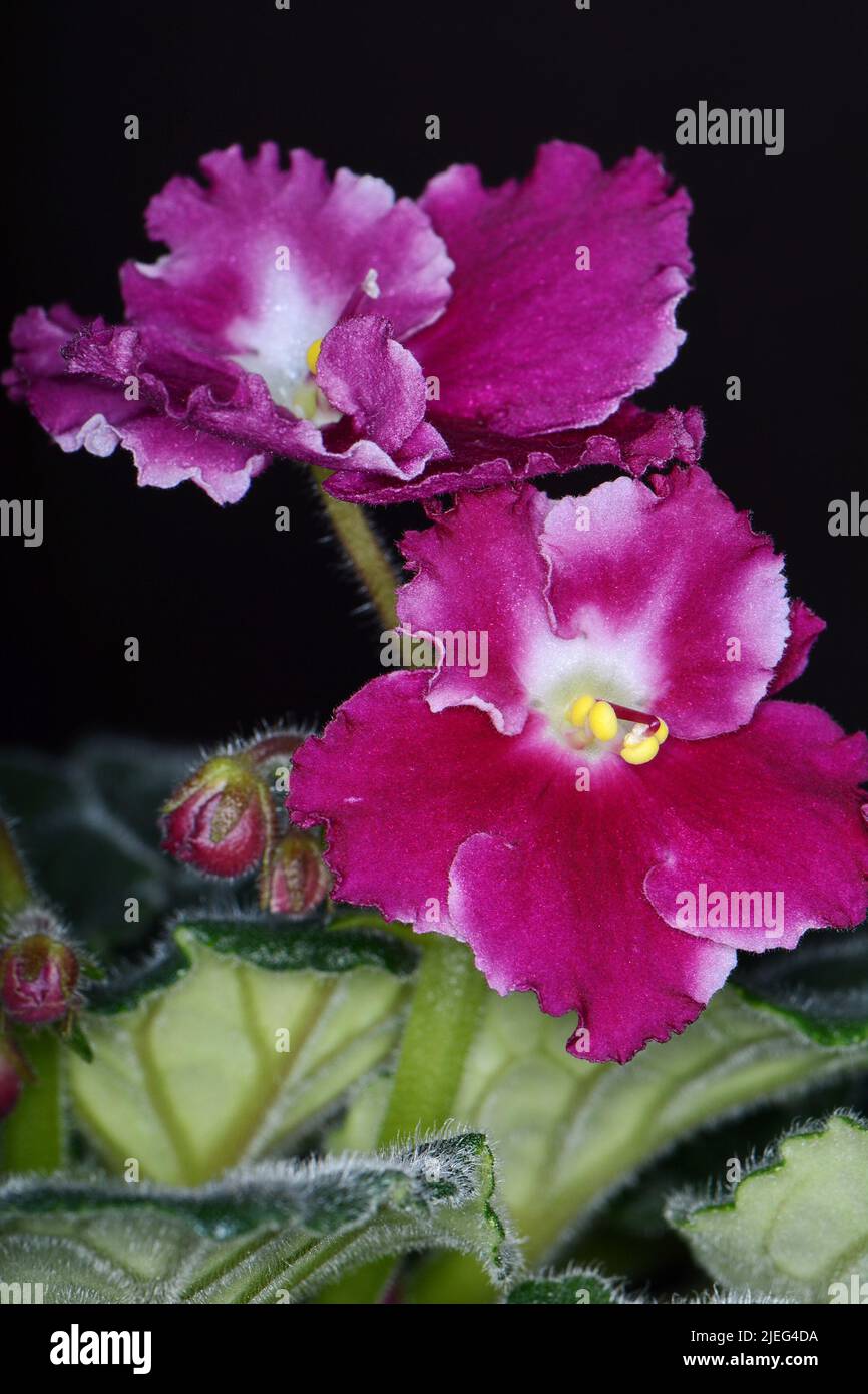 Violet Saintpaulias flowers commonly known as African violets Parma ...