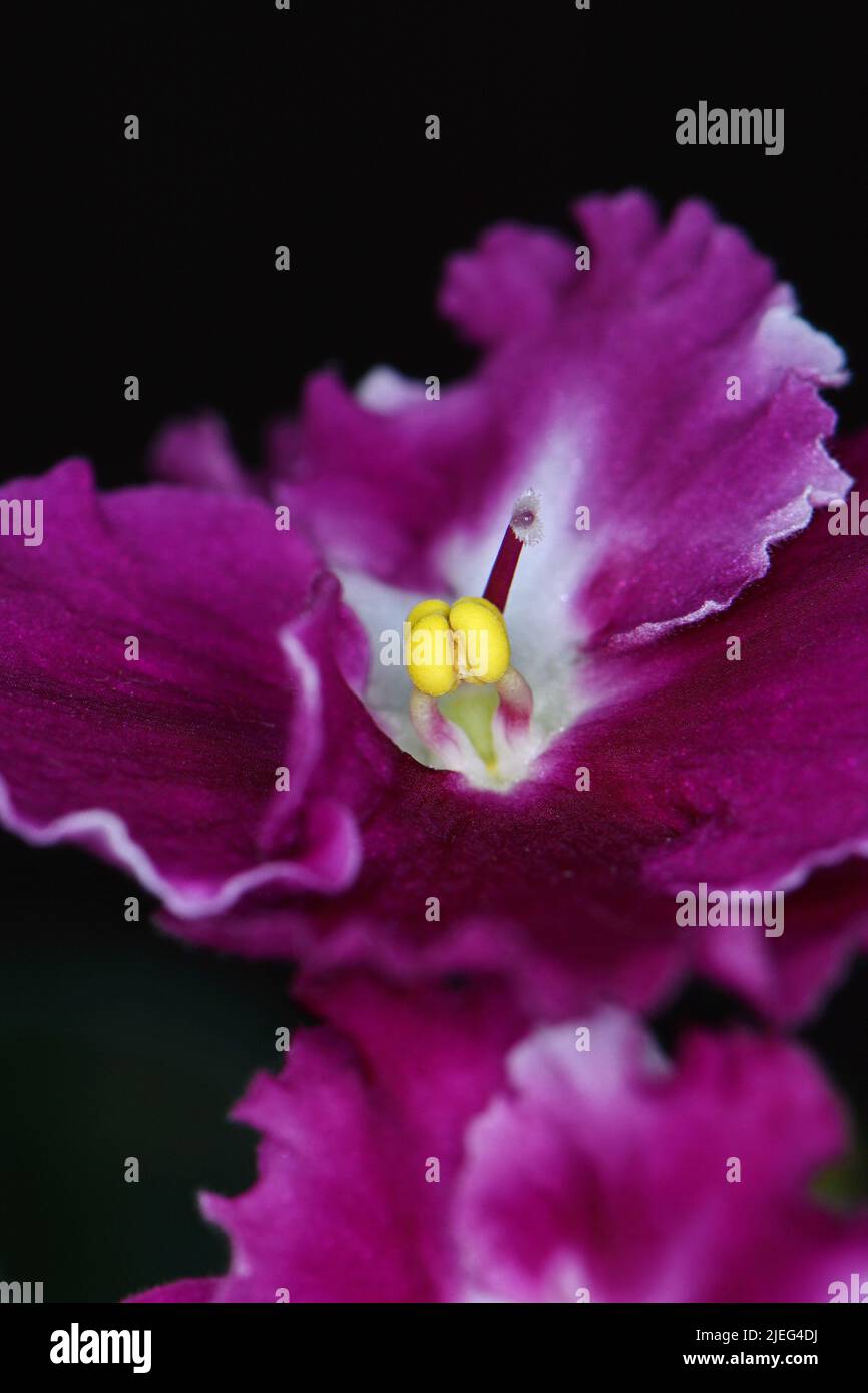 Violet Saintpaulias Flowers Commonly Known As African Violets Parma