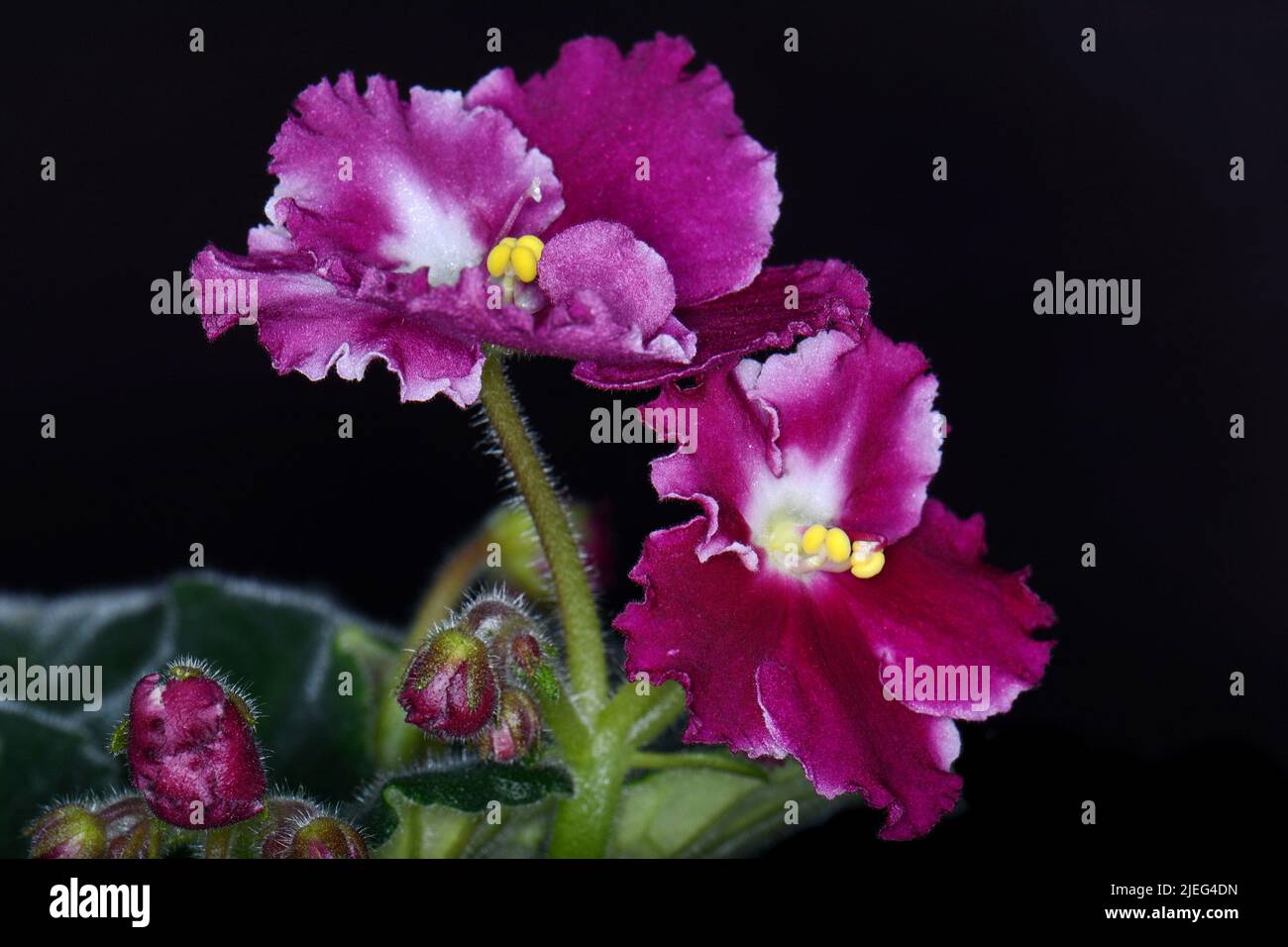 Violet Saintpaulias flowers commonly known as African violets Parma ...