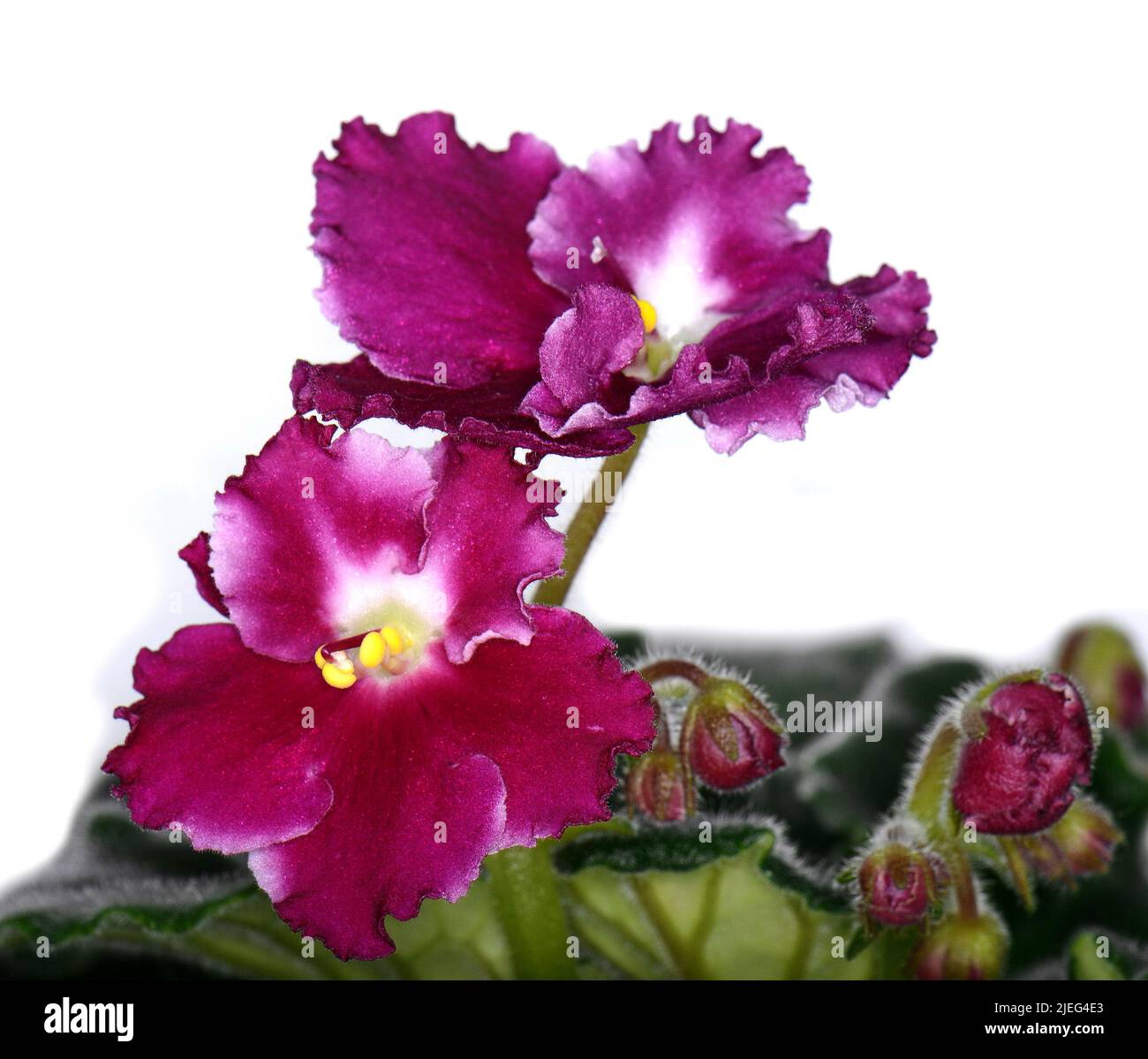 Violet Saintpaulias flowers commonly known as African violets Parma ...