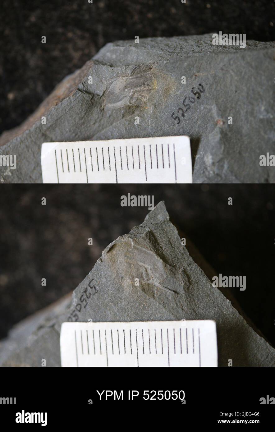 Cothurnocystis sp animalia hi-res stock photography and images - Alamy