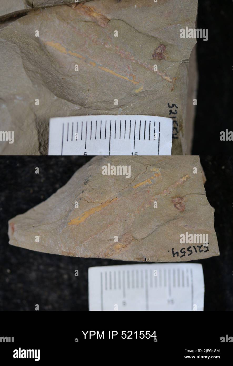 Graptolithina graptolites hi-res stock photography and images - Alamy