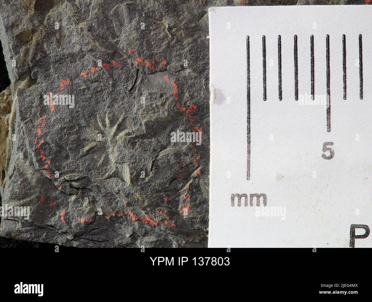 Eocystites primaevus animalia hi-res stock photography and images - Alamy