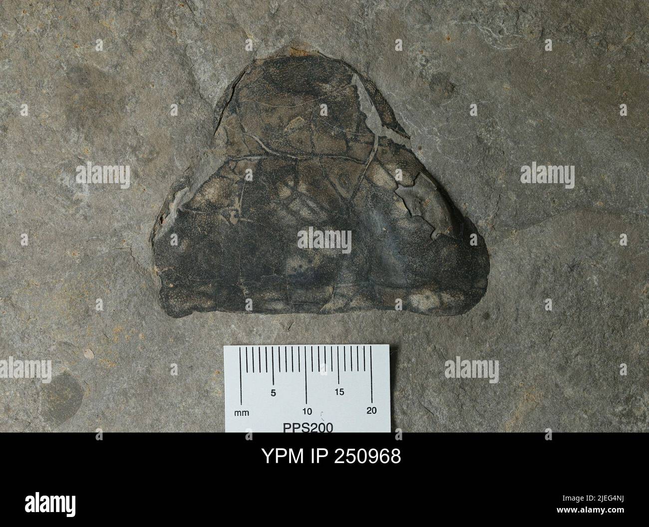 Trimerus hi-res stock photography and images - Alamy
