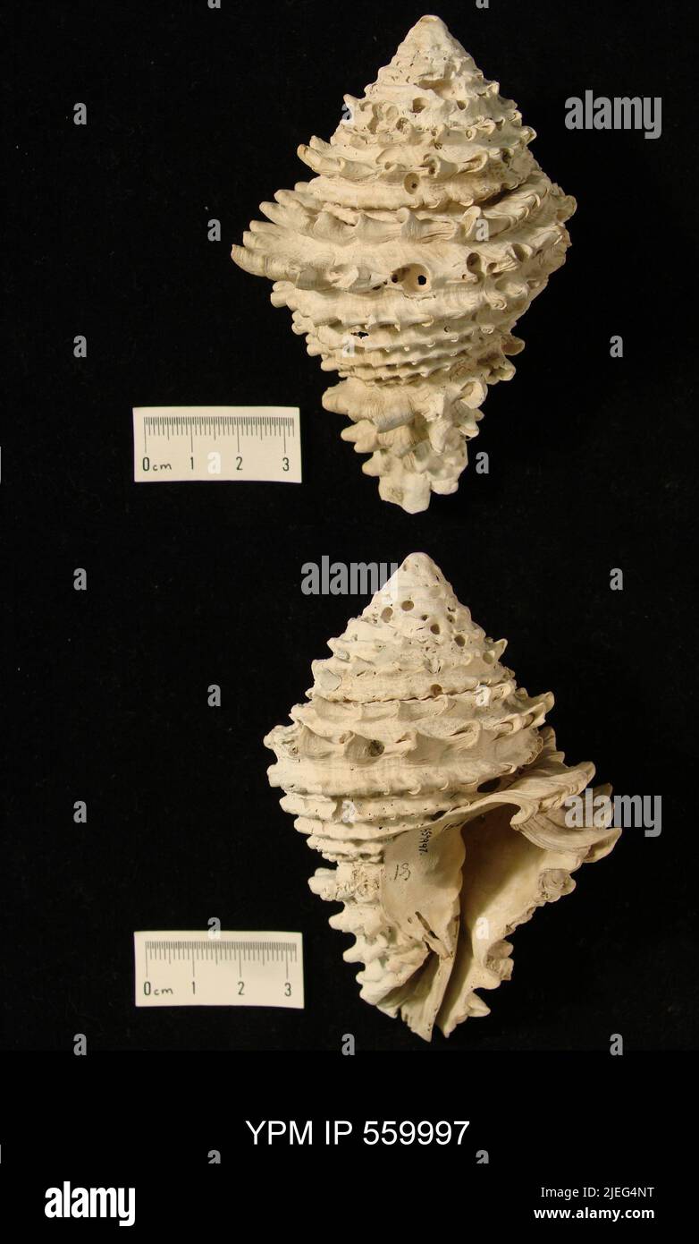 1953 animalia hi-res stock photography and images - Alamy