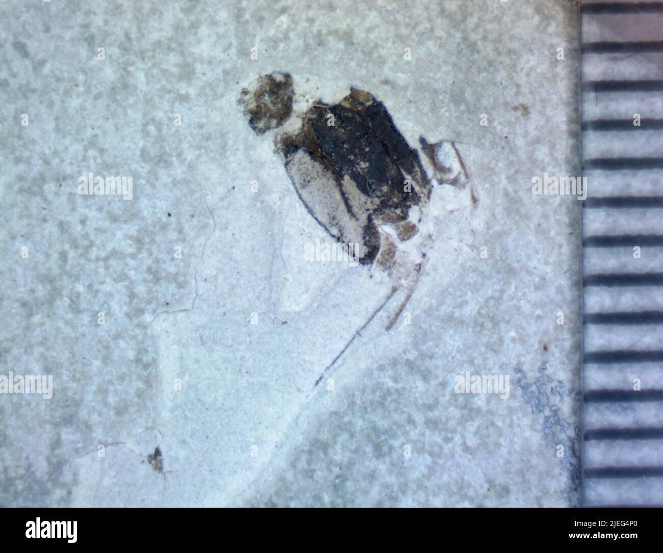 Undet heteroptera animalia hi-res stock photography and images - Alamy