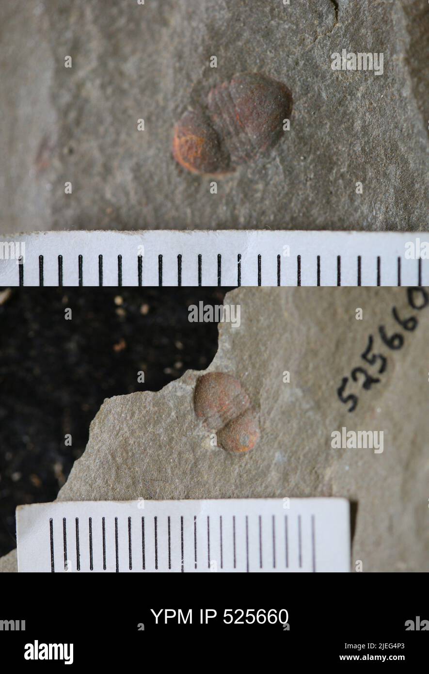 Asaphidae hi-res stock photography and images - Alamy