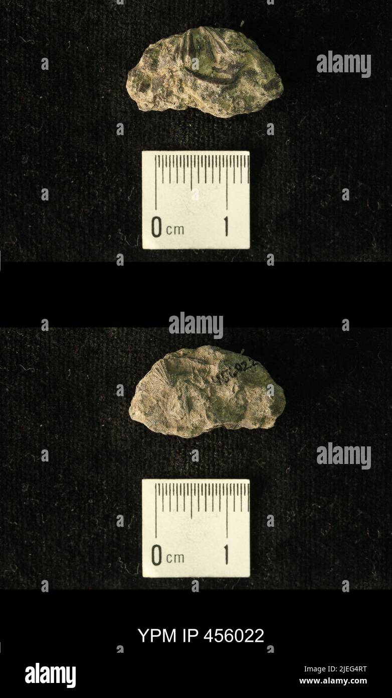 Platystrophia amoena McEwan, 1919 Stock Photo - Alamy