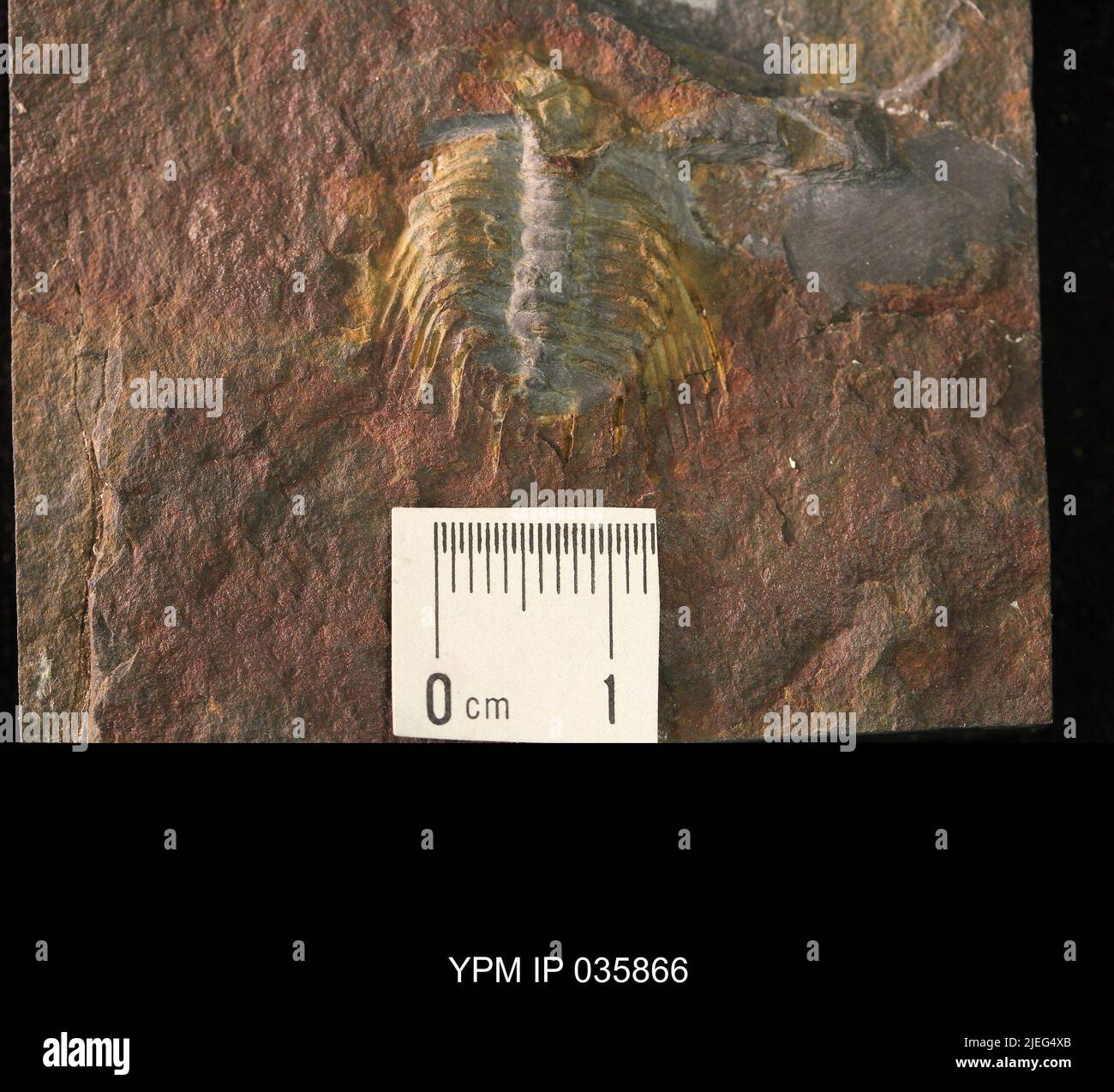 Ceratocephala hi-res stock photography and images - Alamy