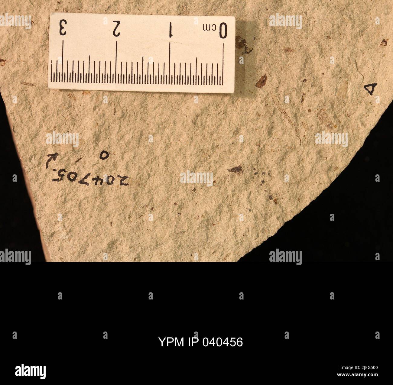 Lisca minuta sellards animalia hi-res stock photography and images - Alamy