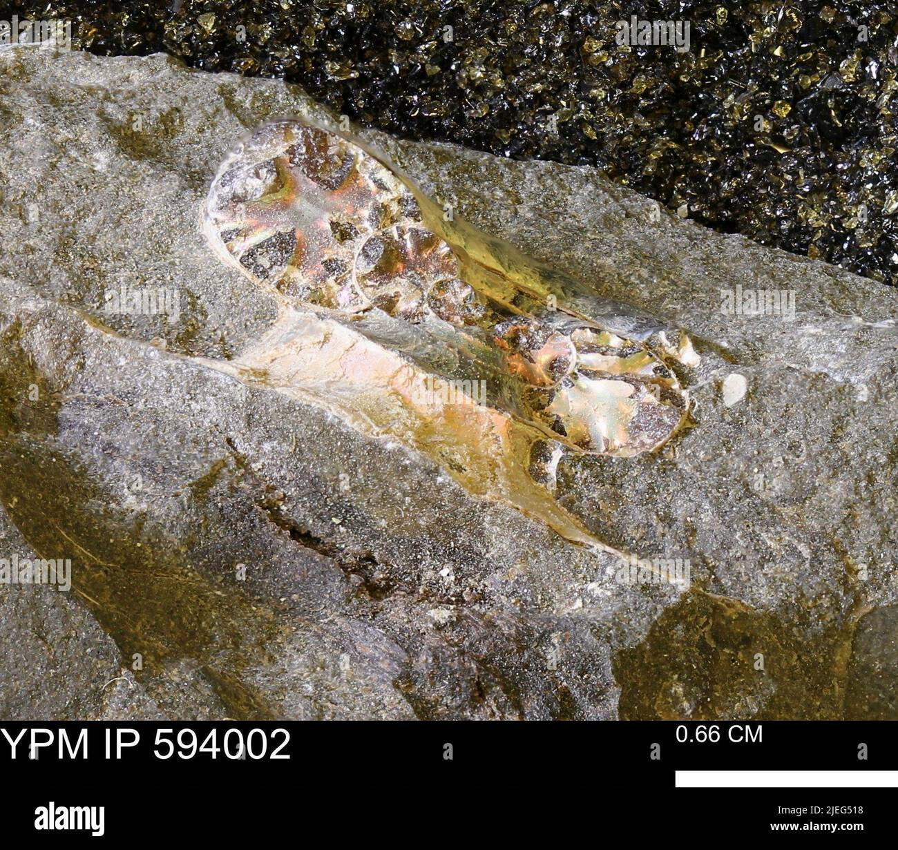 Ammonoidea animalia hi-res stock photography and images - Alamy