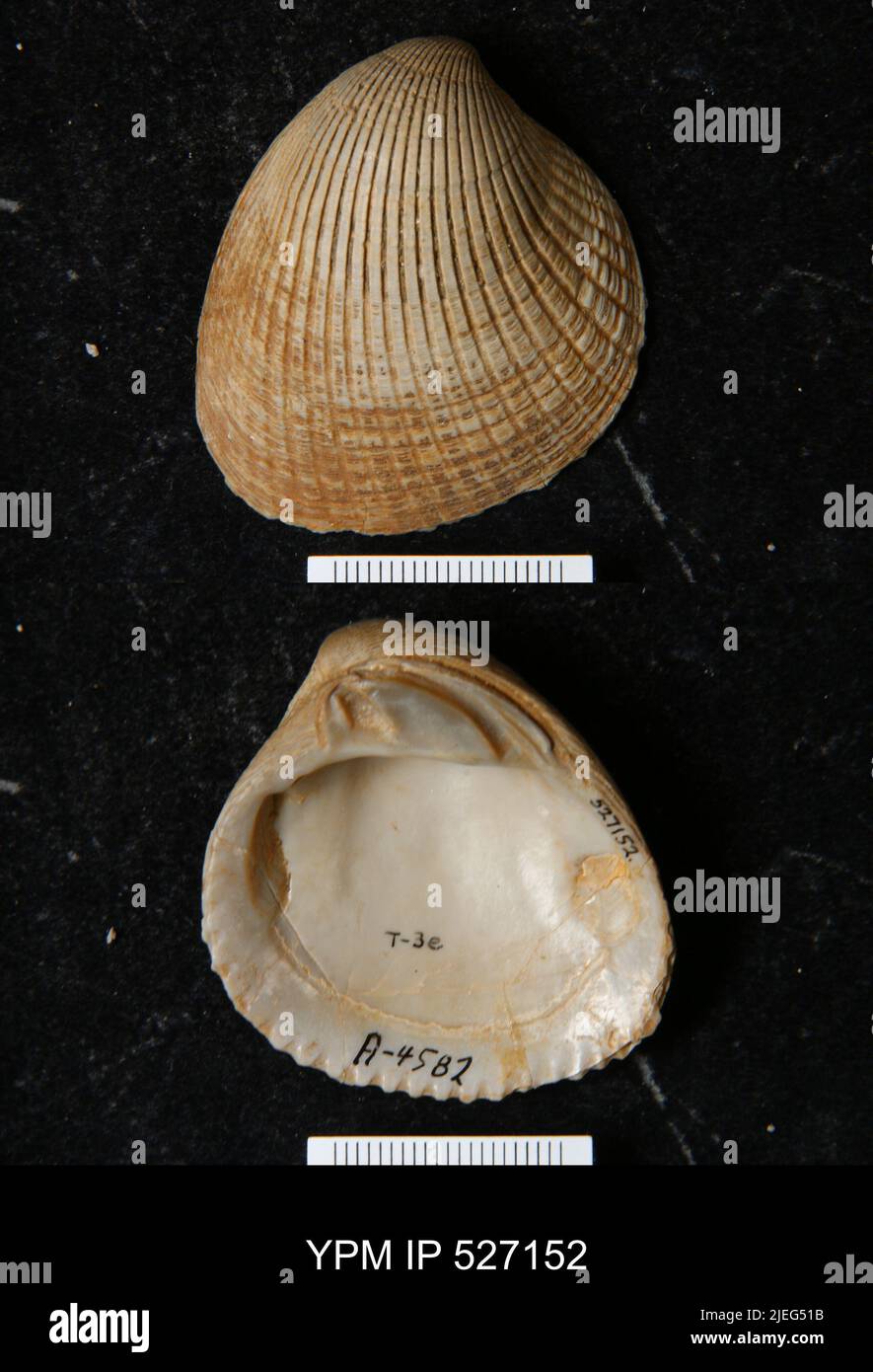 Cardita hi-res stock photography and images - Alamy