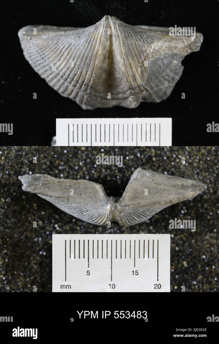 Spirifer audacula conrad hi-res stock photography and images - Alamy