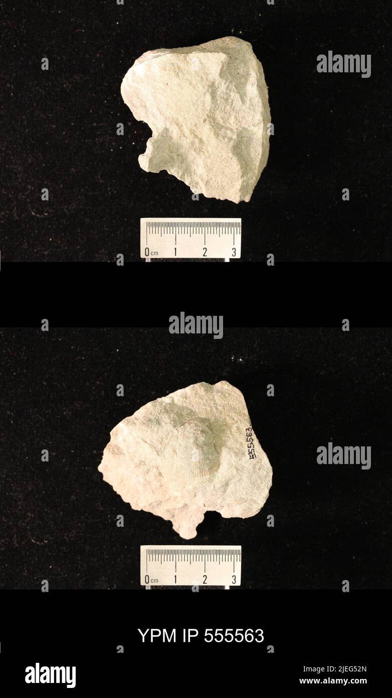 Productus cora d'Orbigny Stock Photo - Alamy