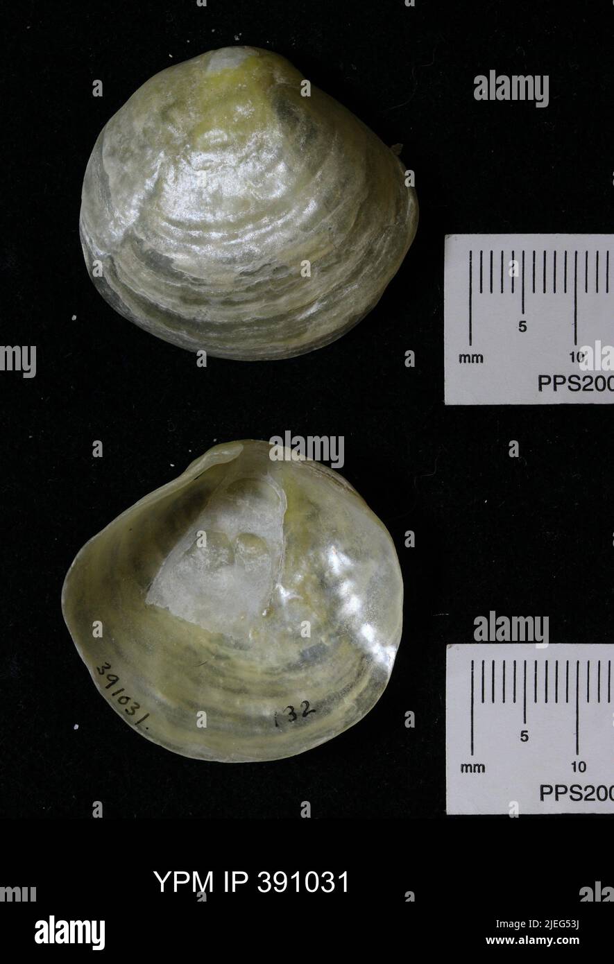 Anomia simplex d'Orbigny, 1853 Stock Photo - Alamy