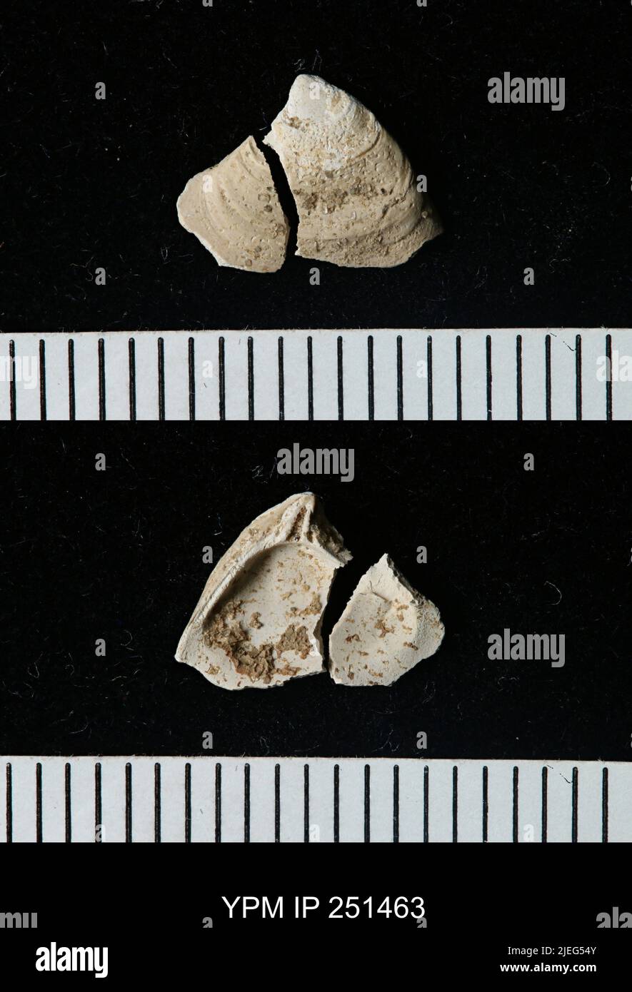 Astarte cuneiformis animalia hi-res stock photography and images - Alamy