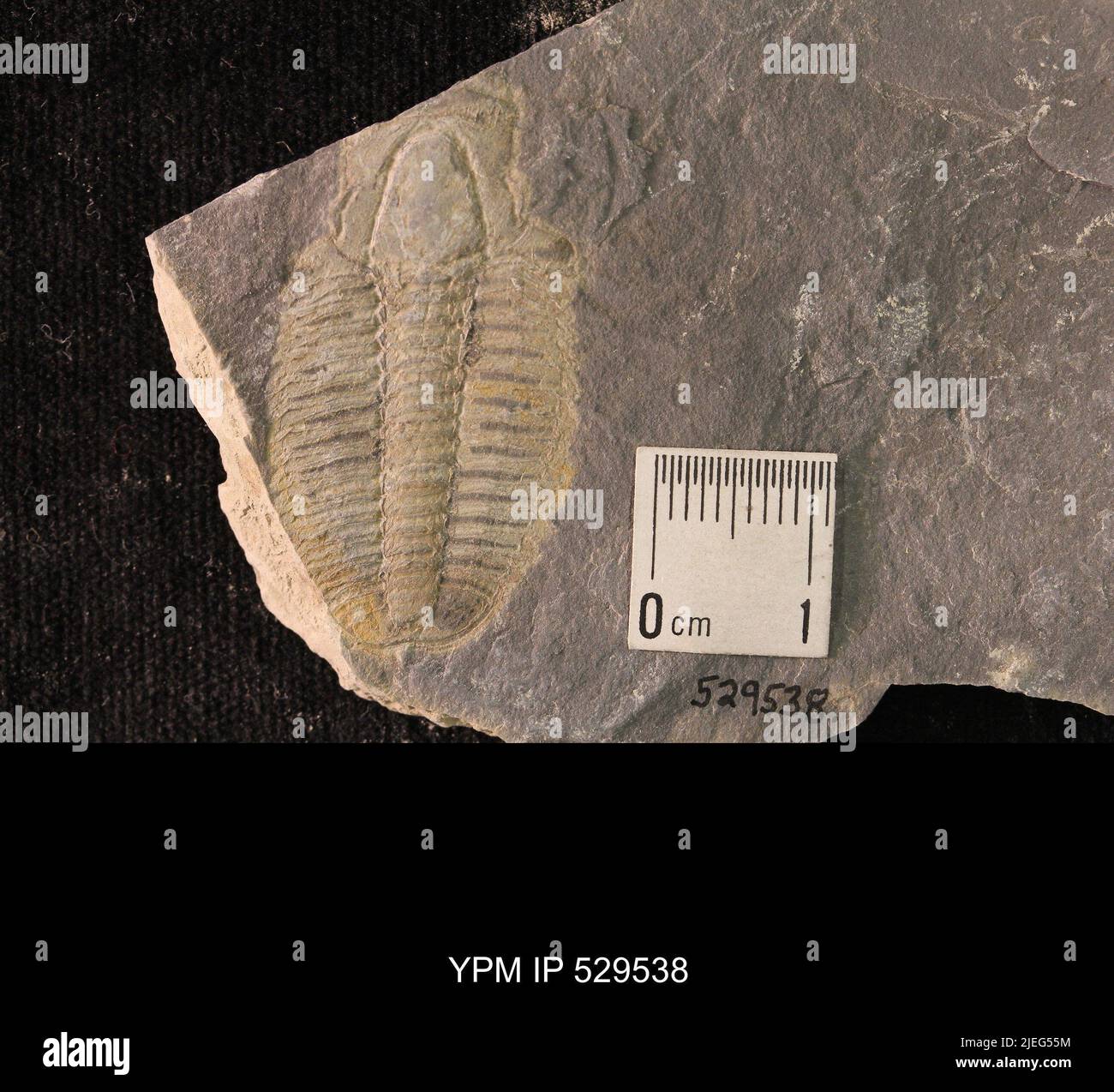 1964 animalia hi-res stock photography and images - Alamy