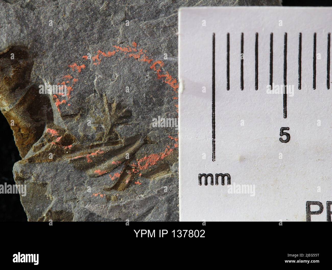 Eocystites primaevus animalia hi-res stock photography and images - Alamy