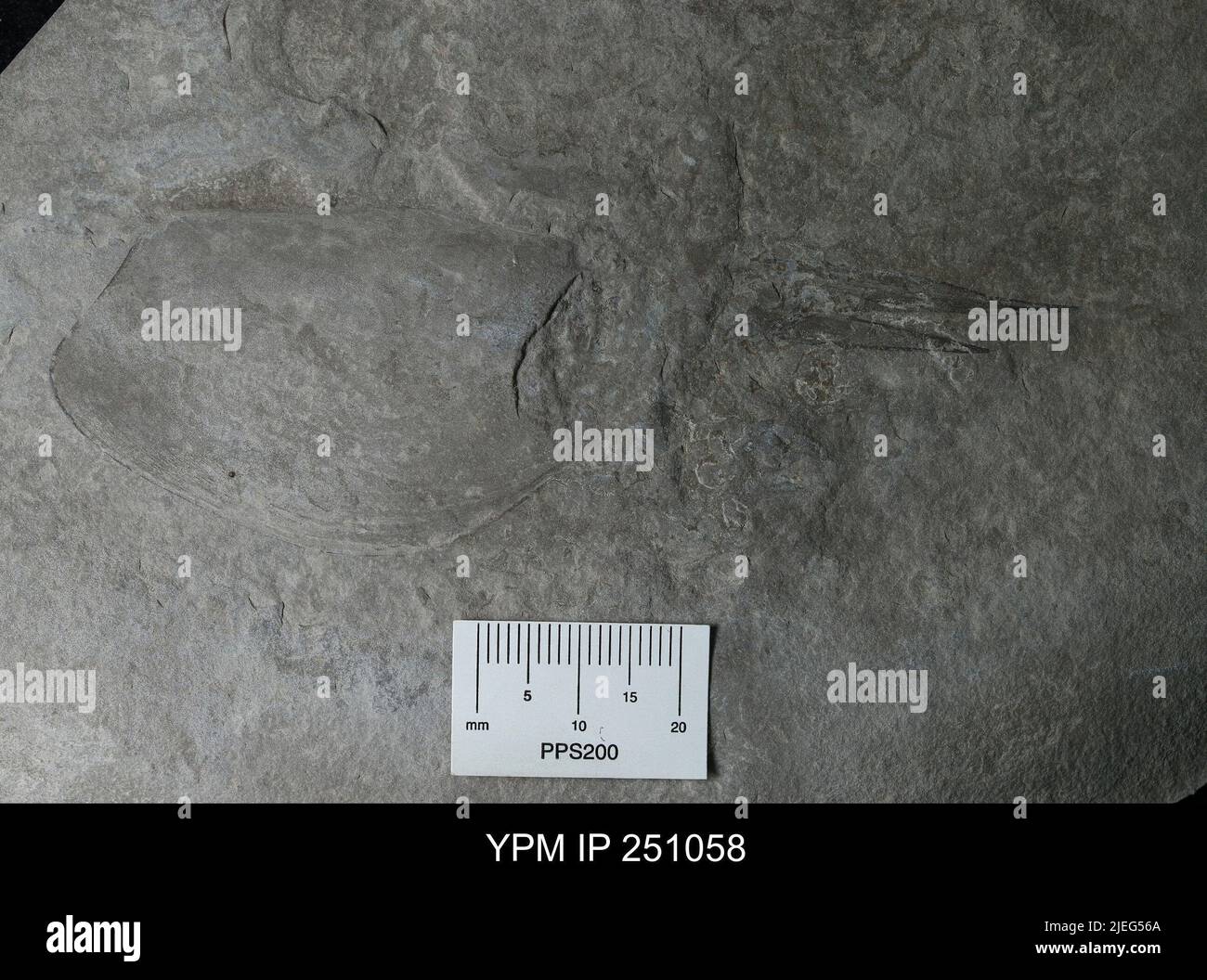 Armored exoskeletons hi-res stock photography and images - Alamy