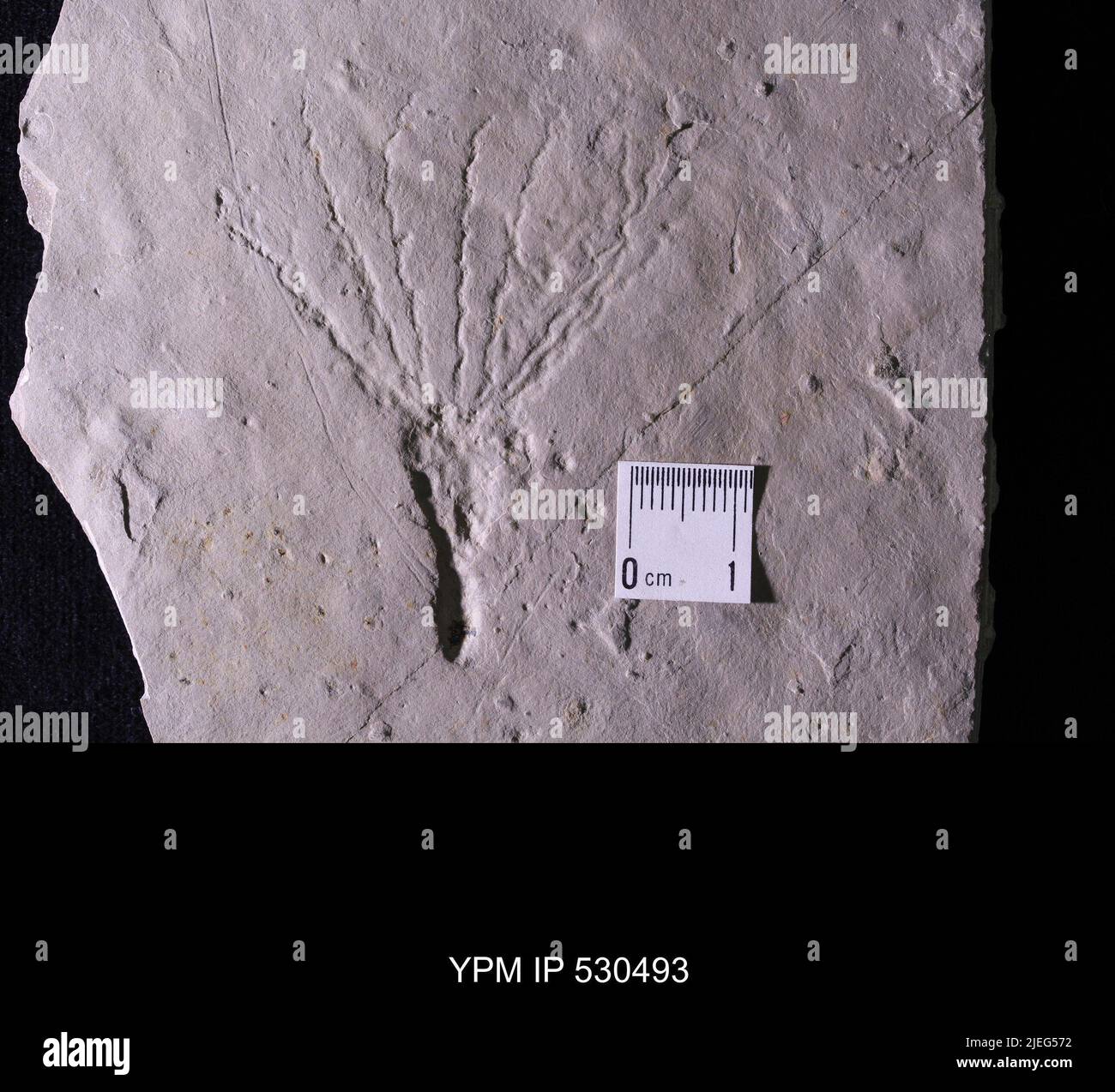 Gogia hi-res stock photography and images - Alamy