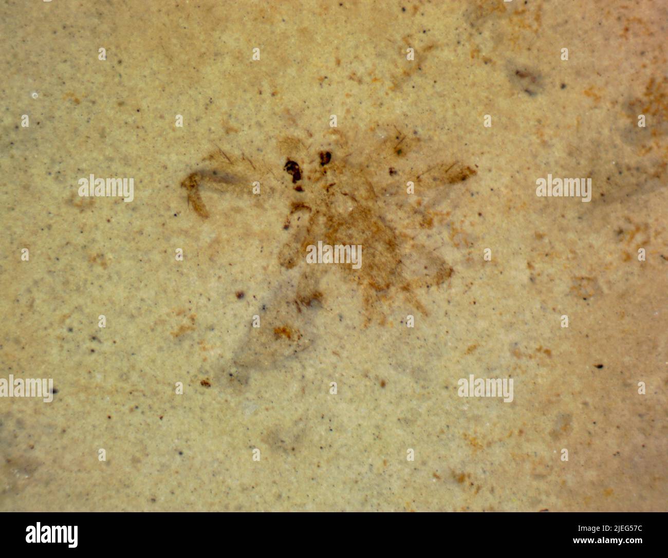 Undet araneae animalia hi-res stock photography and images - Alamy