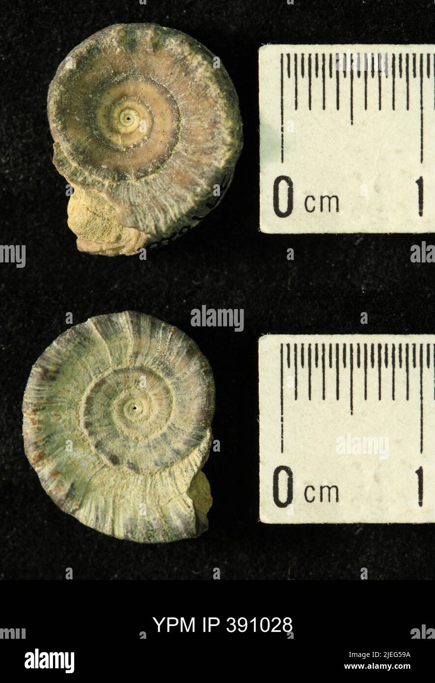 Amphiscapha catilloides conrad hi-res stock photography and images - Alamy