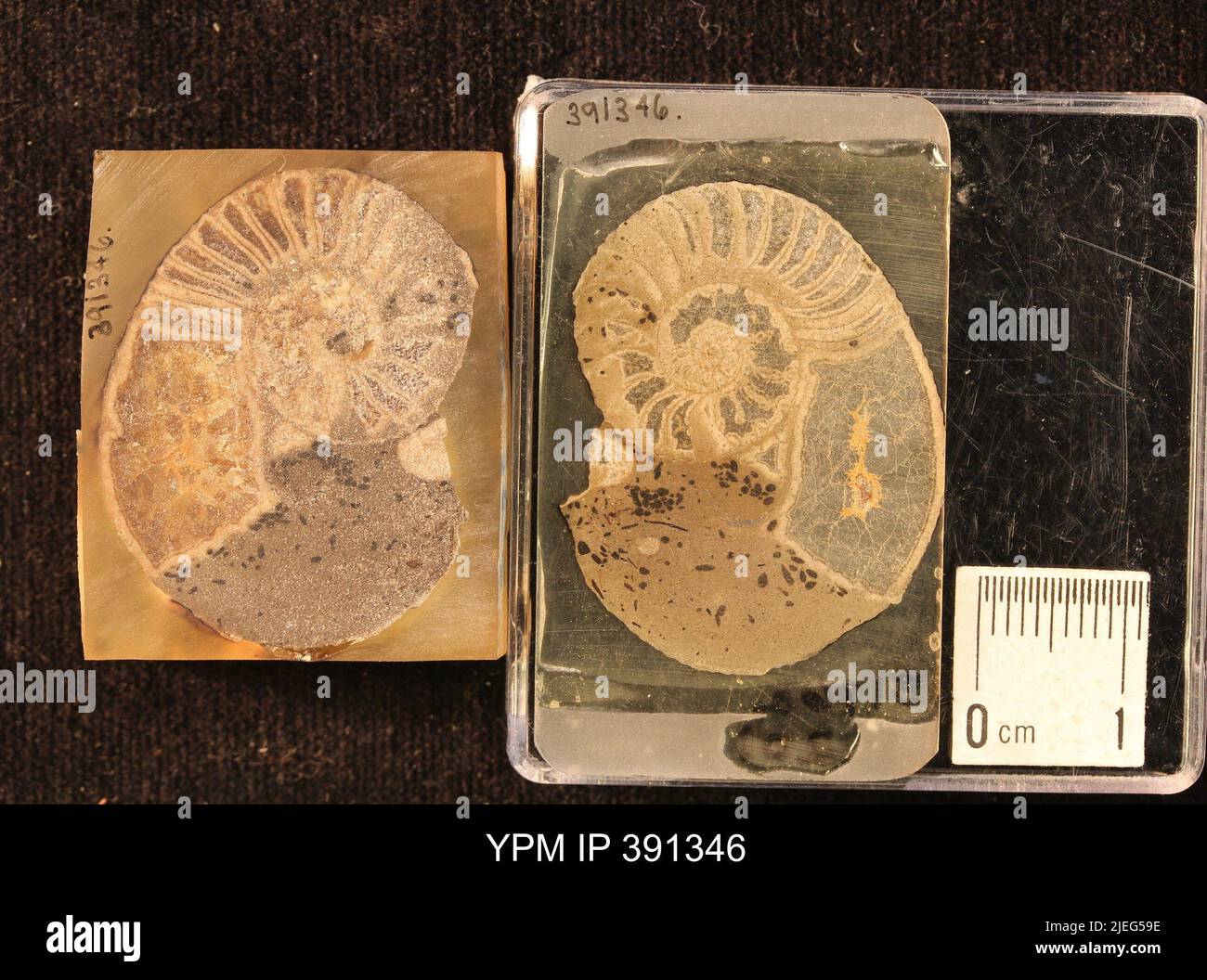 Scaphites whitfieldi hi-res stock photography and images - Alamy