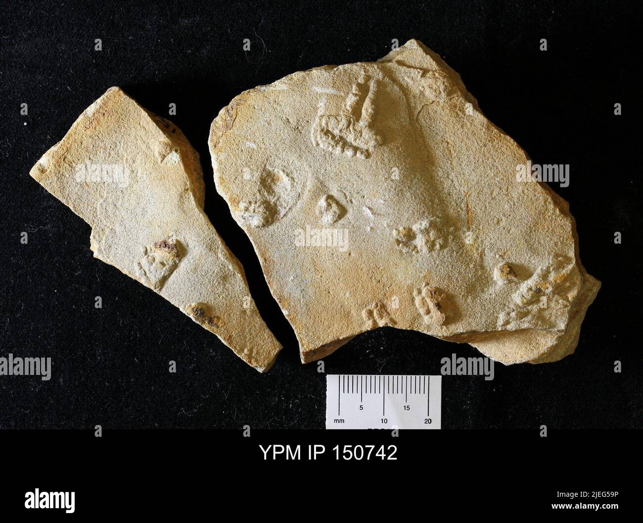 Isopod identification hi-res stock photography and images - Alamy