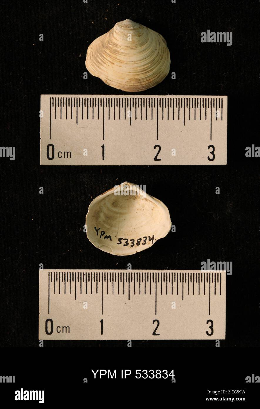 Macoma calcarea gmelin hi-res stock photography and images - Alamy