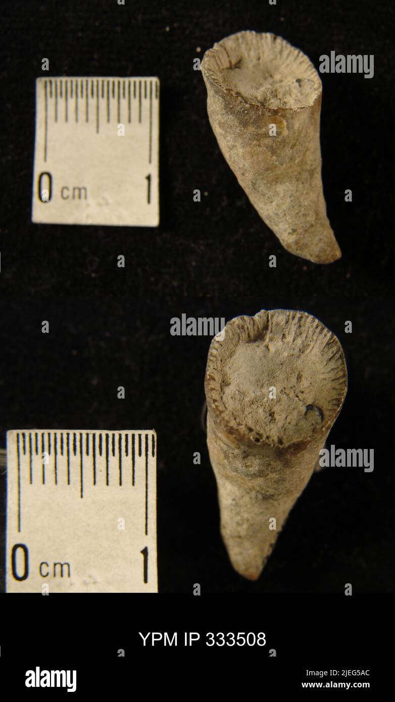 Conulus hi-res stock photography and images - Alamy