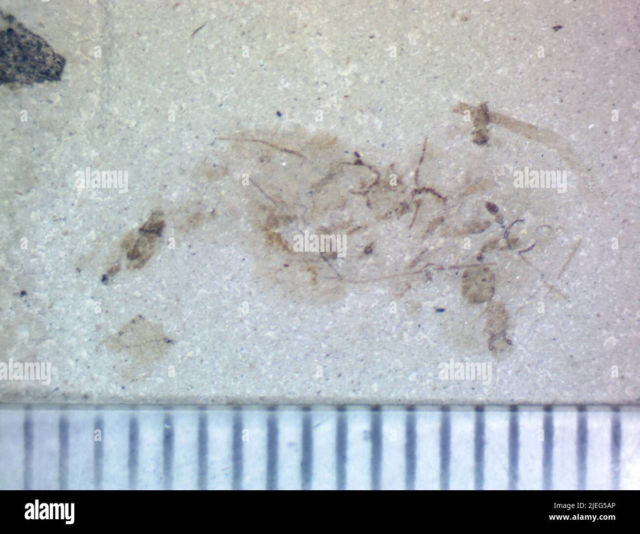Undet formicidae animalia hi-res stock photography and images - Alamy