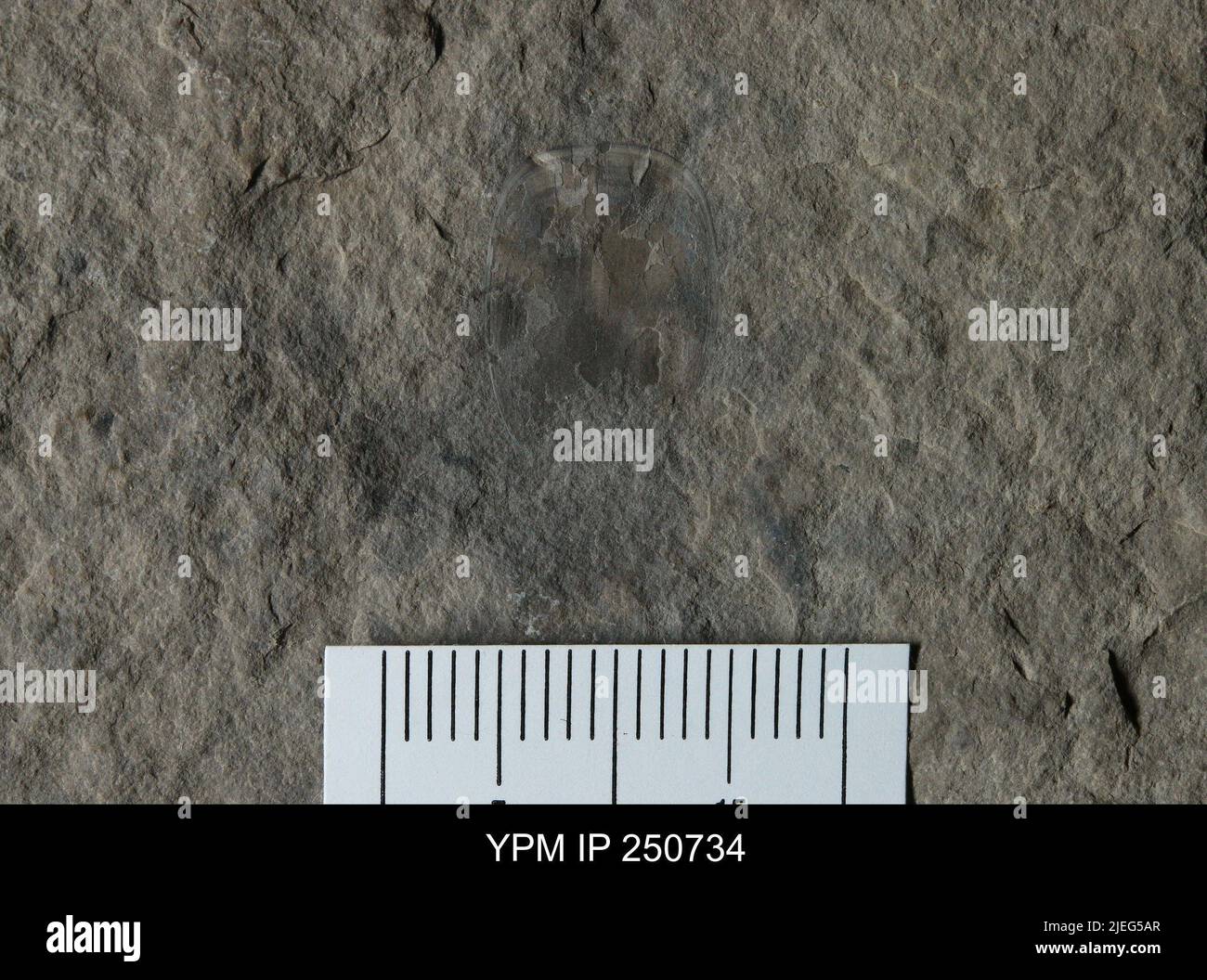 Lingula sp animalia hi-res stock photography and images - Alamy