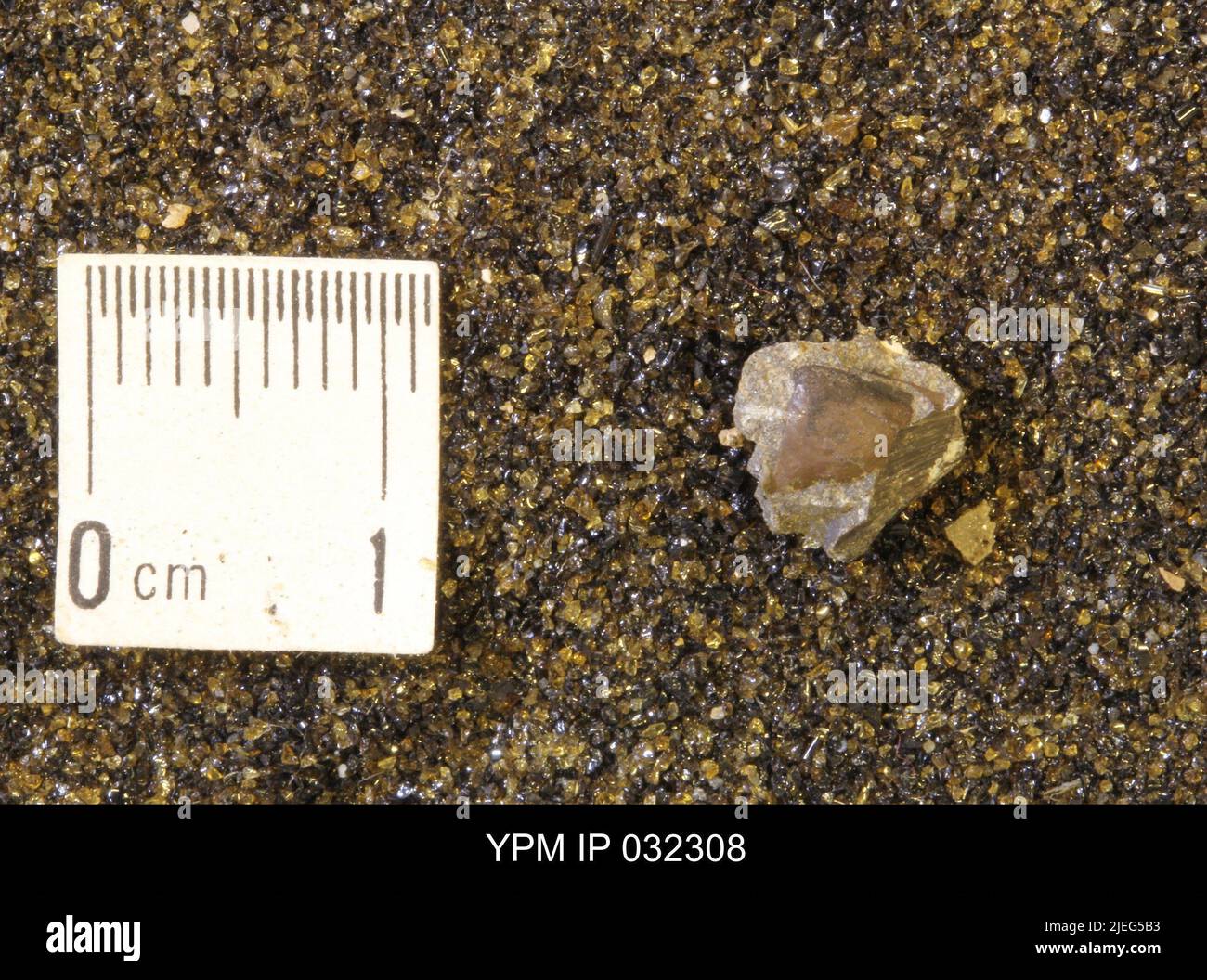 Scaphitidae hi-res stock photography and images - Alamy