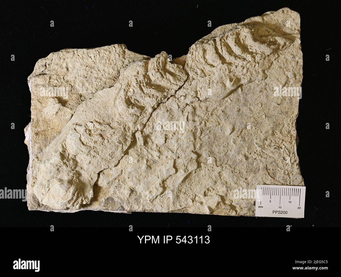 Undet ichnofossil ichnofossil ichnofossils hi-res stock photography and ...