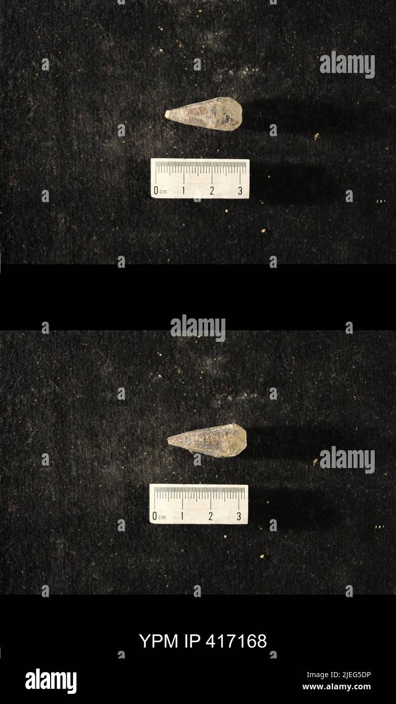 Crustula hi-res stock photography and images - Alamy