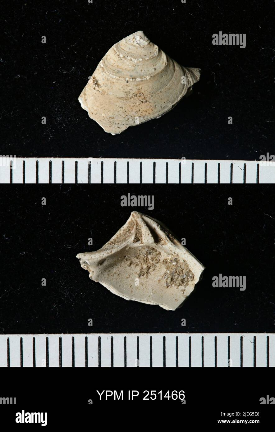 Astarte cuneiformis animalia hi-res stock photography and images - Alamy