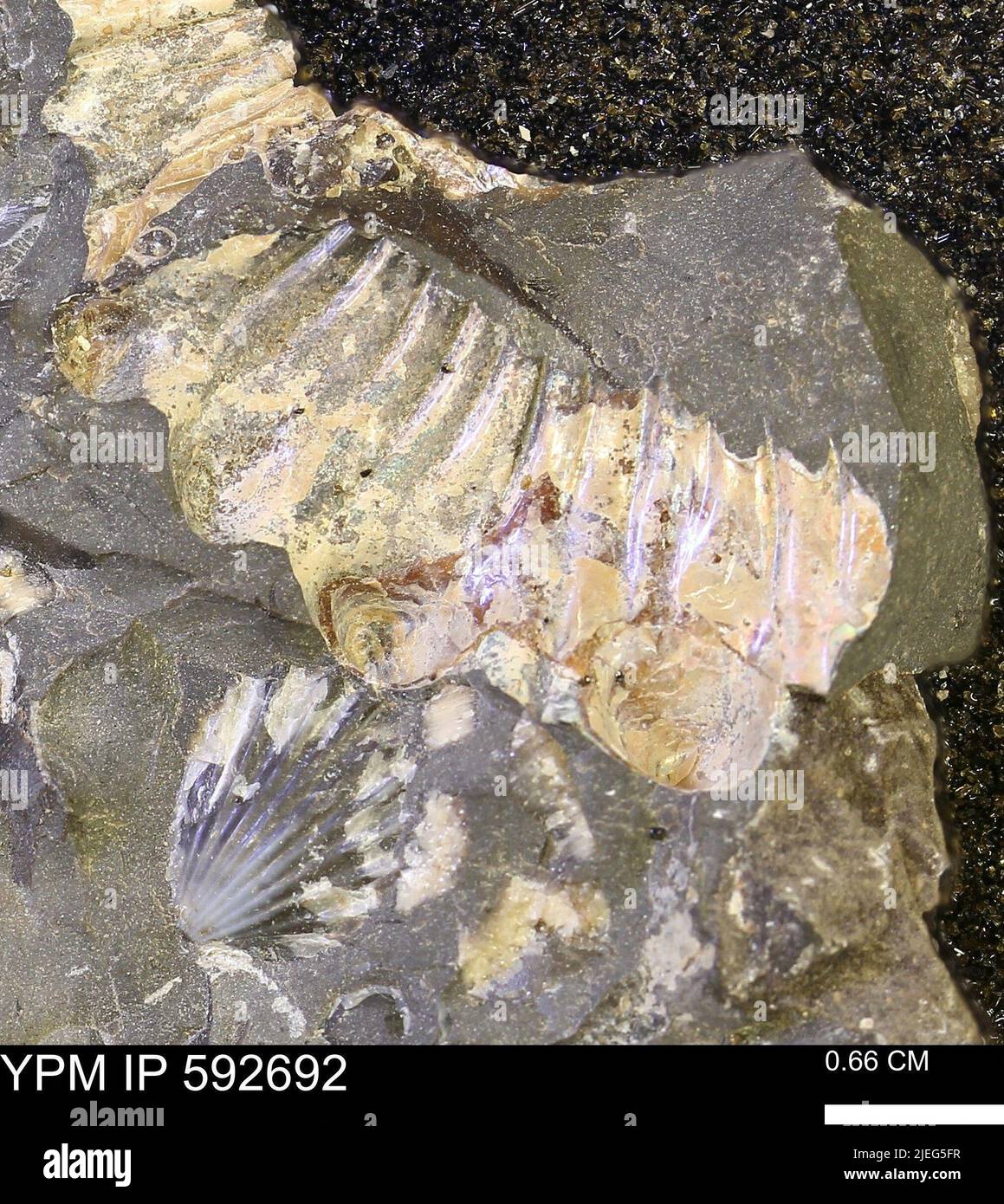 Ammonoidea animalia hi-res stock photography and images - Alamy