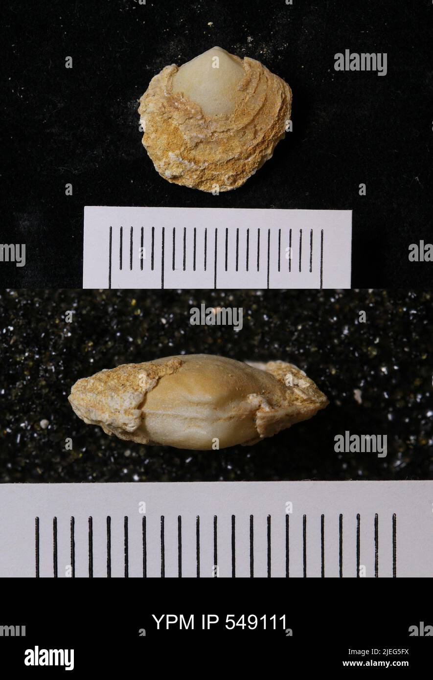 Undet bivalvia animalia hi-res stock photography and images - Alamy