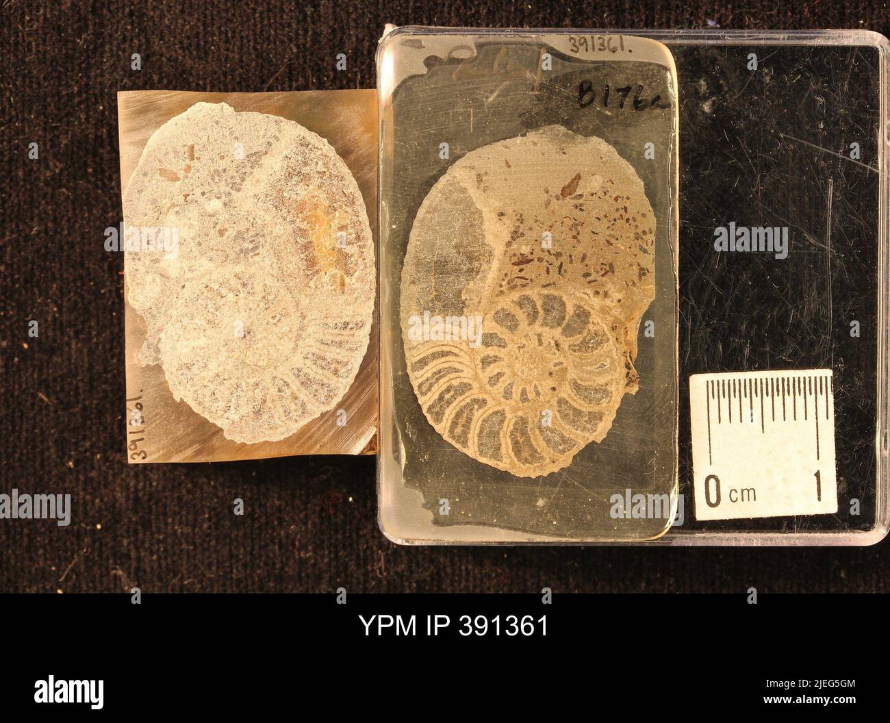Scaphites whitfieldi hi-res stock photography and images - Alamy