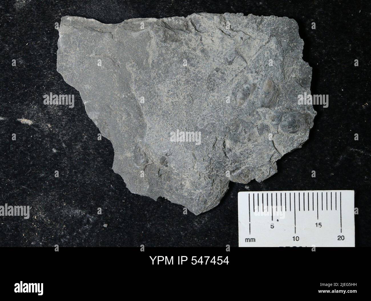 Lingulida hi-res stock photography and images - Alamy