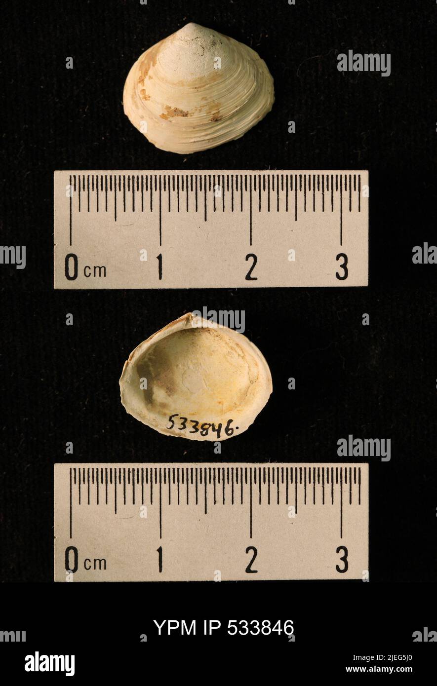 1791 animalia hi-res stock photography and images - Alamy