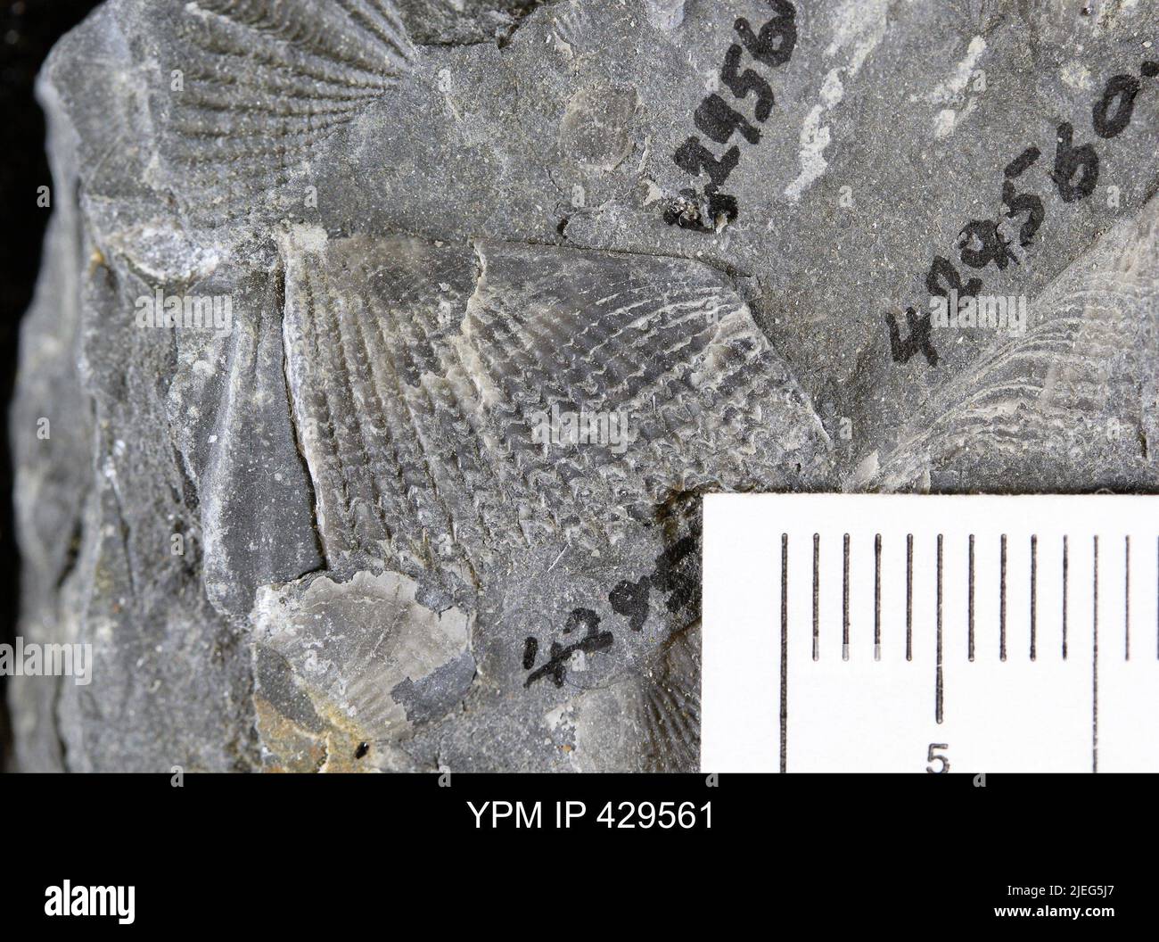 Mucrospirifer mucronatus animalia hi-res stock photography and images ...