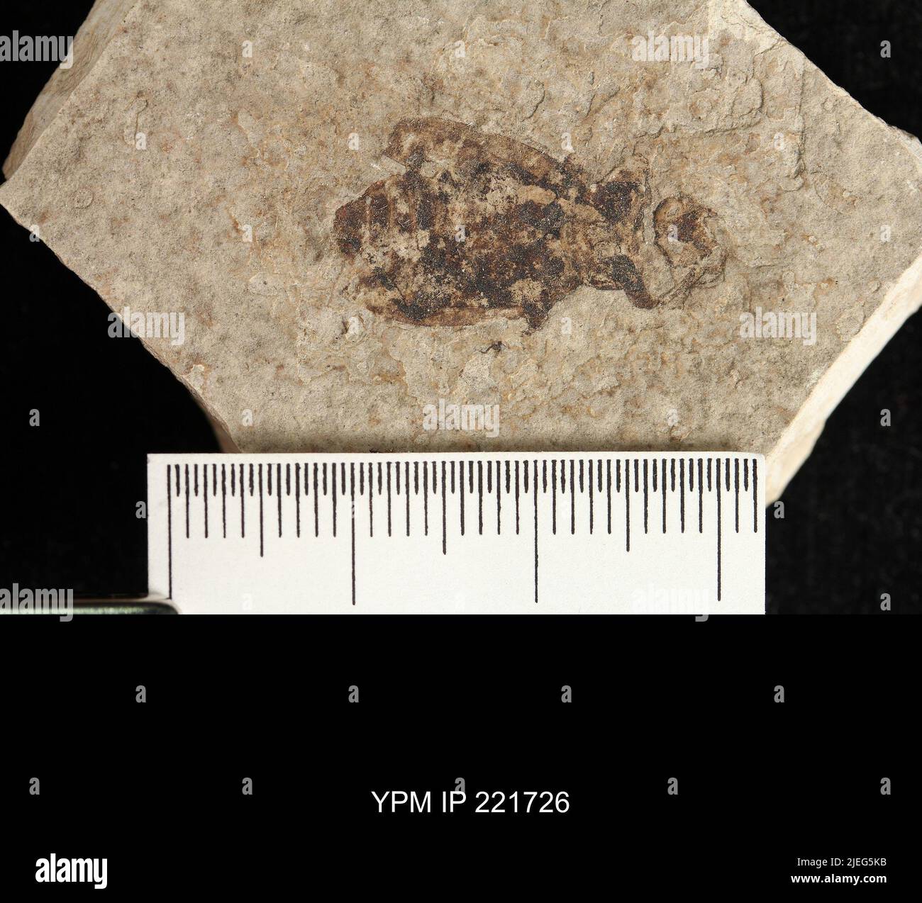 Hexapoda. IPC.01733: Wyoming. Uinta County. Evanston. Coll: Schoomaker ...