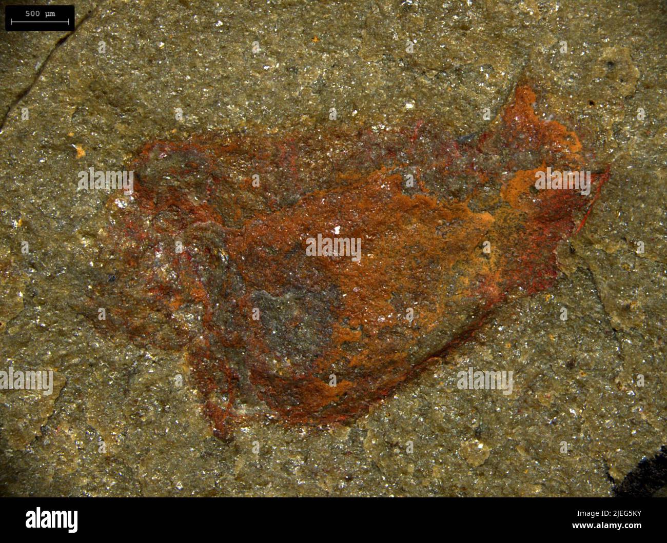 Undet homalozoa animalia hi-res stock photography and images - Alamy