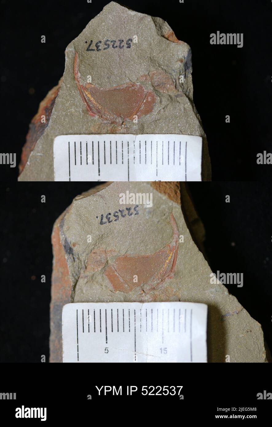 Cothurnocystis sp animalia hi-res stock photography and images - Alamy