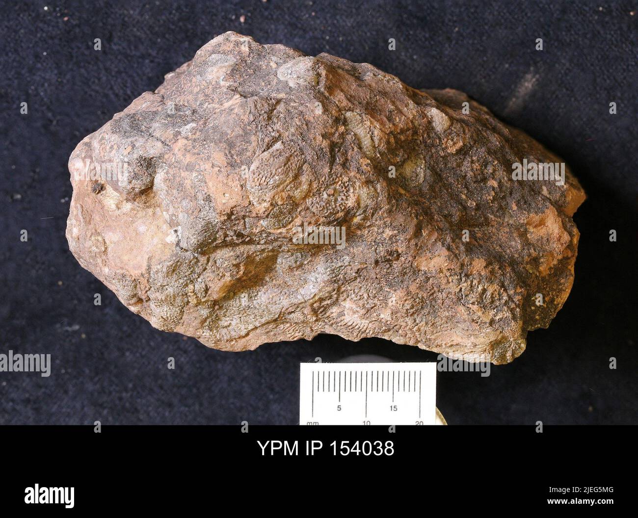 Archaeocyatha hi-res stock photography and images - Alamy