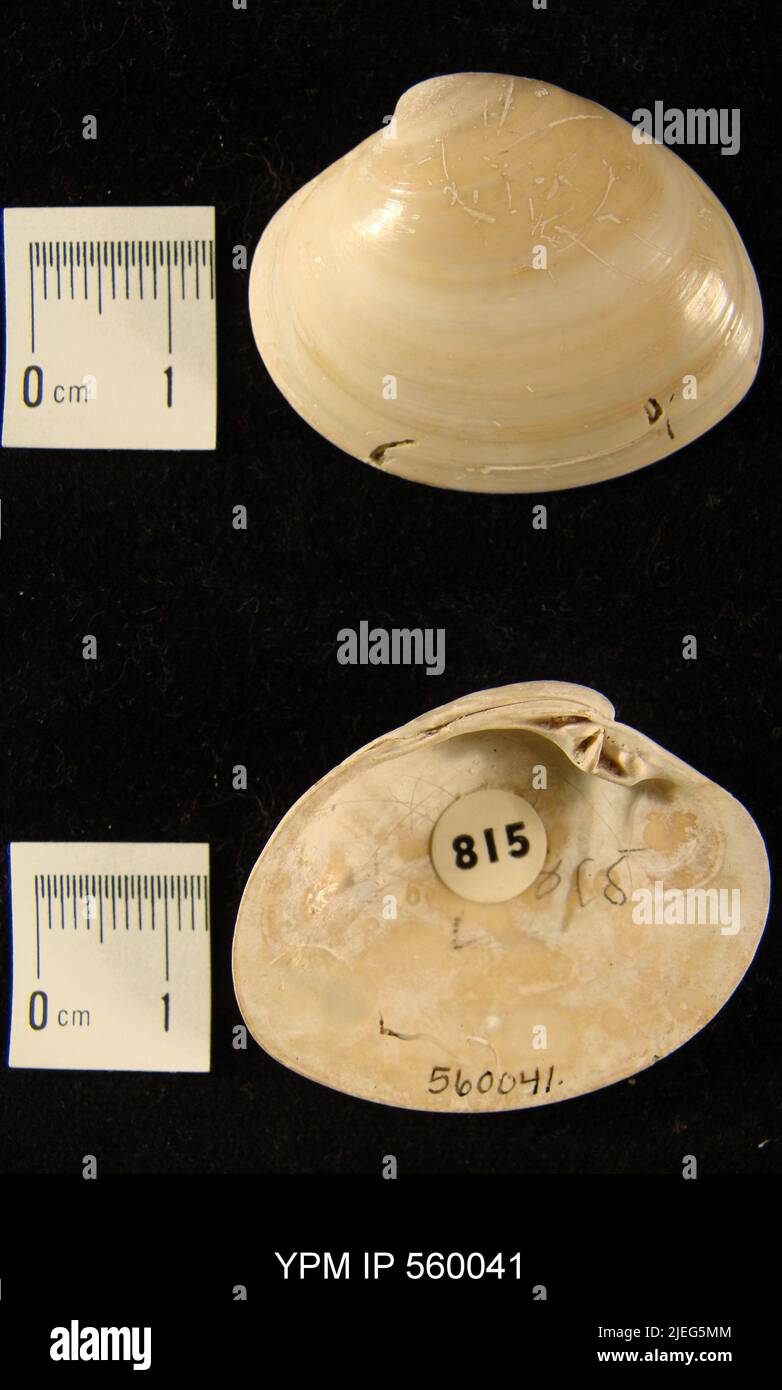 Macrocallista hi-res stock photography and images - Alamy